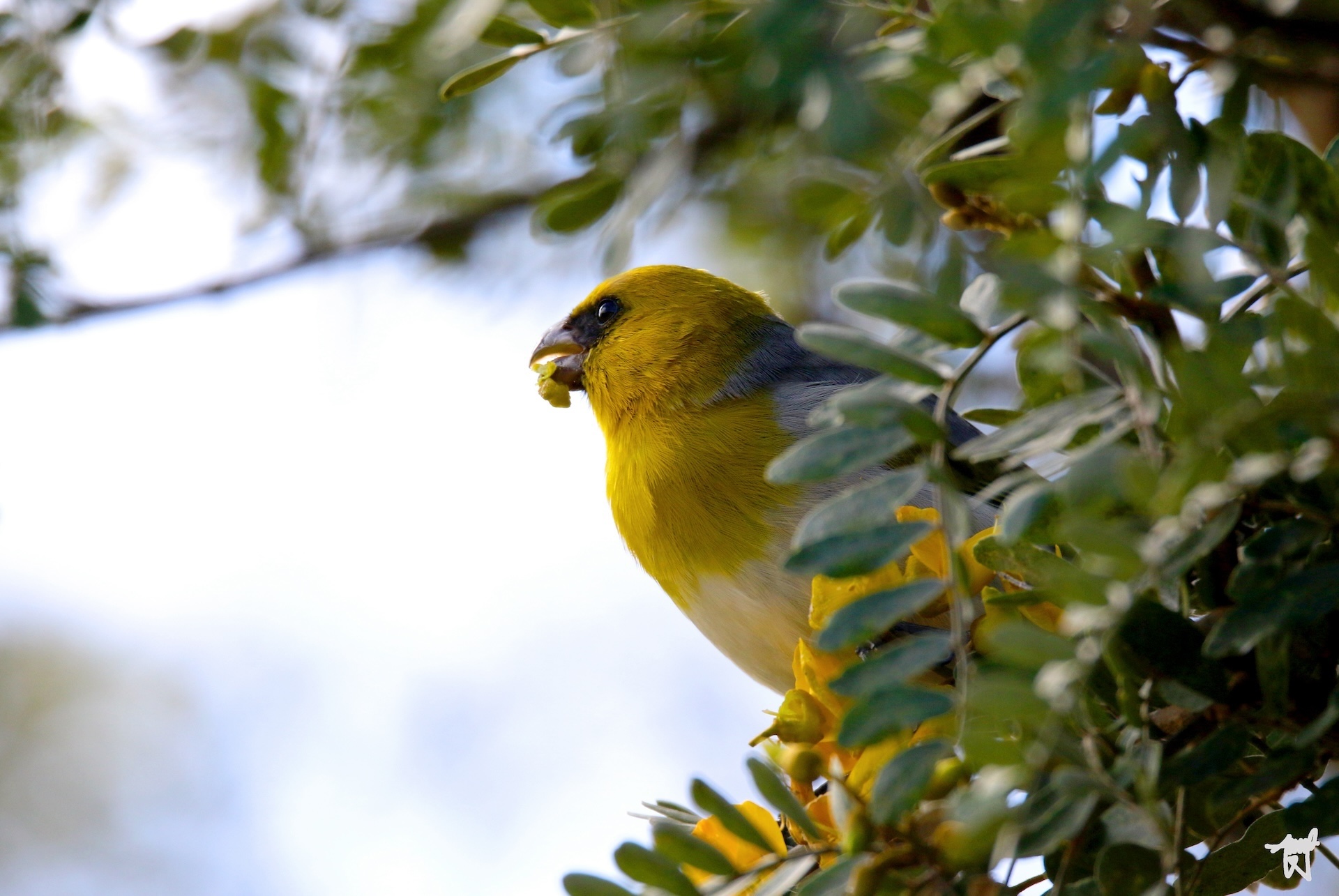 PAST EVENT: Hawaiian Bird Finger Puppet and Mask Craft Activity | Pitt ...