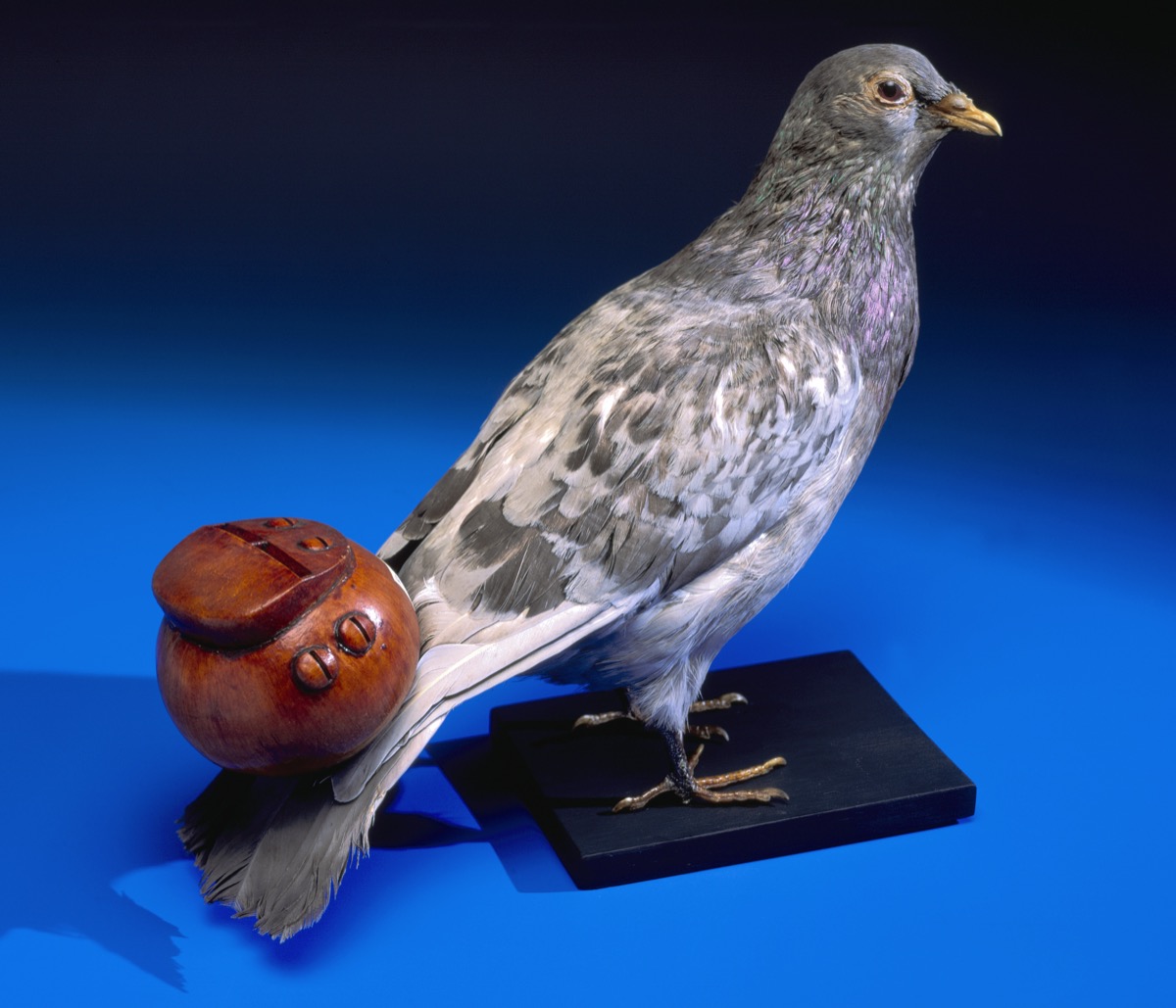 Pigeon Whistles: An Orchestra in Flight | Pitt Rivers Museum